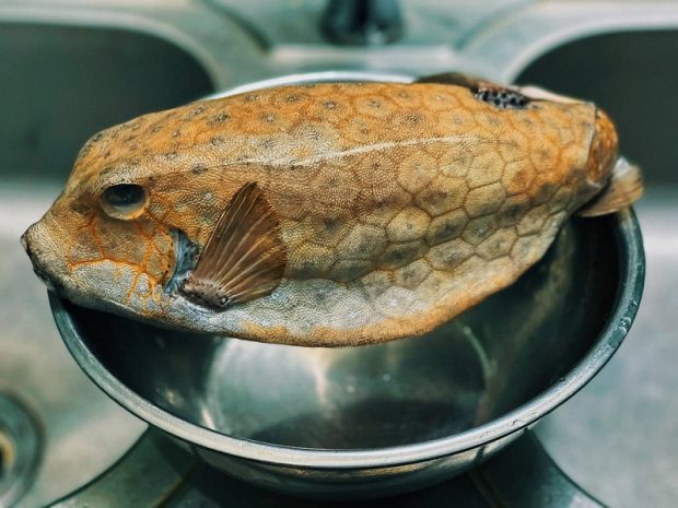 Cá Bò Hòm Giá Bao Nhiêu? Cách Làm Cá Bò Hòm Ngon