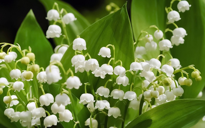 Hoa Linh Lan: Đặc Điểm, Ý Nghĩa Và Cách Trồng Hoa